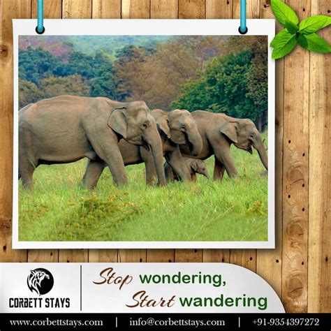 Corbett Safari Booking Jim Corbett Tourist Sites Offbeat