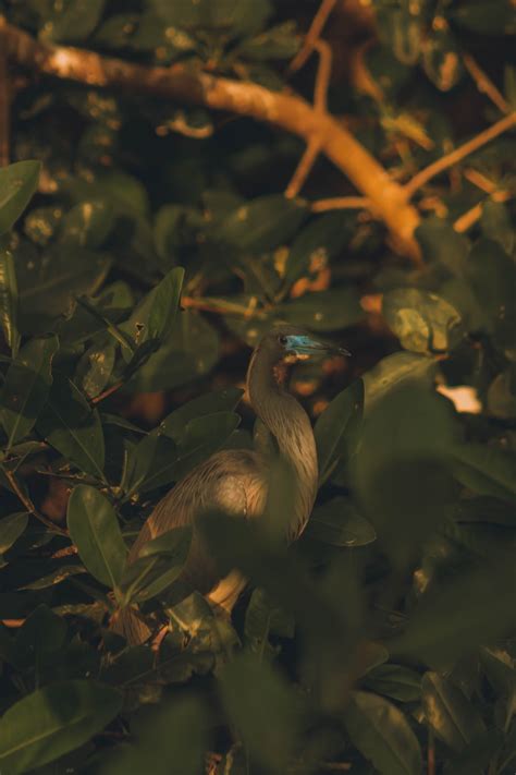 파란 머리를 가진 새가 나무에 앉아있다 사진 Unsplash의 무료 네이처 그린 이미지