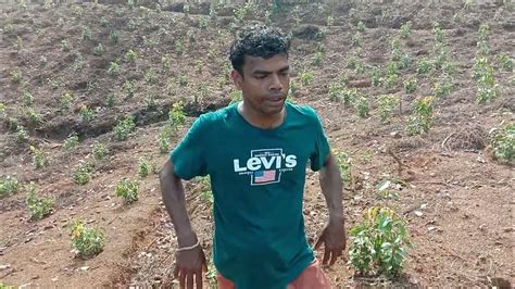 කුරුදු පැල පොහොර දාන විට මේ අාකරයට පොහොර යොදන්න Youtube