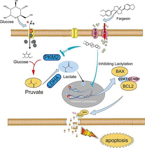 天然产物金黄素通过靶向pkm2干扰h3组蛋白乳酰化抑制非小细胞肺癌发生 Biofactors X Mol