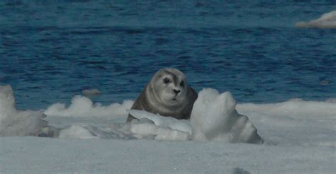 Talk About Camoflage These Bearded Seal Pups Are So We Flickr