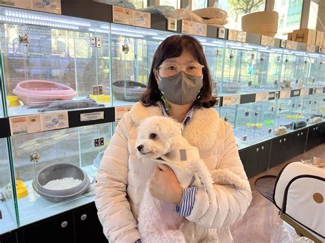 비숑프리제 호빵이 스탠다드푸들분양가 일산강아지분양 말티폼 도그마루대구 인천유기견보호소 티컵강아지 단모치와와 수원강아지무료분양 빅토리아펫보호소 입양완료