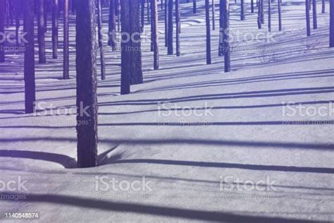 겨울 숲입니다 화창한 날씨에 순수한 소나무 숲 보라색 햇빛과 깊은 그림자 뷰티 겨울 동화 0명에 대한 스톡 사진 및 기타 이미지 Istock