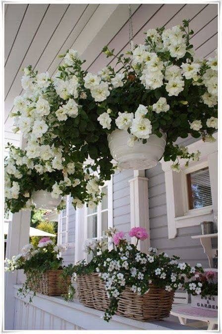 Hanging Flower Baskets Flower Garden Hanging Plants
