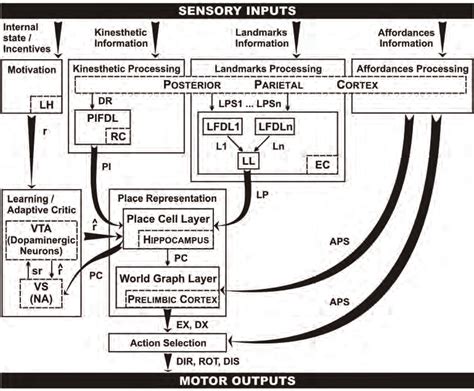 The Modules Of The Spatial Cognition Model And Their Interaction