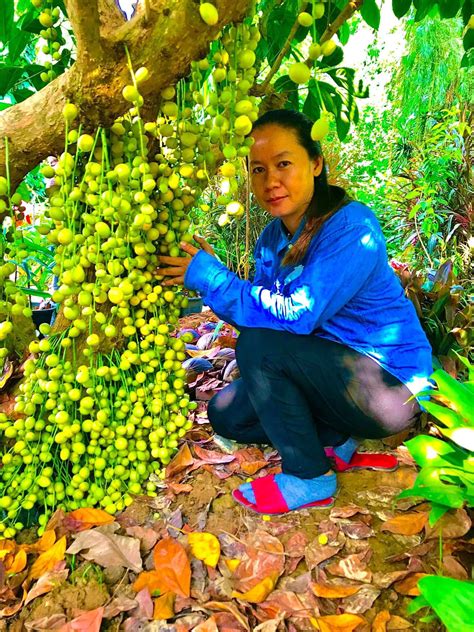 ចែលីលក់ពូជឈើហូបផ្លែគ្រប់មុខ ចែលីលក់ពូជឈើហូបផ្លែគ្រប់មុខ