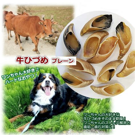 【楽天市場】無添加 牛のひづめ プレーン 10個入り 犬のおやつ Smile Pet Club 牛 ひづめ イヌ おやつ オヤツ ガム 蹄