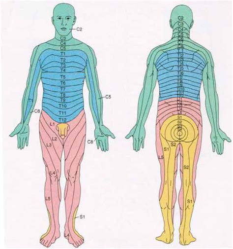 Dermatomes Face Shingles