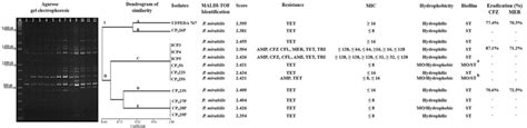 Genetic And Phenotypic Characterization Of P Mirabilis Isolates