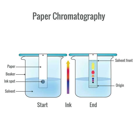 Paper Chromatography Bbc Bitesize At Kristen Mcdonald Blog