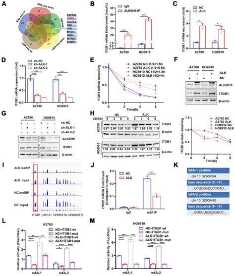 Alkbh5 Abrogates M6a Modifications Of Itgb1 Mrna Via A Download