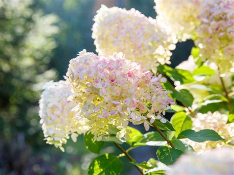 What Is A Tree Hydrangea Learn About Growing Hydrangea Trees Imp World