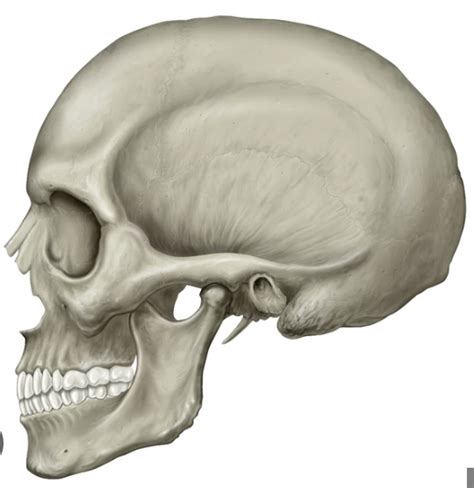 Temporal Bone Diagram Quizlet