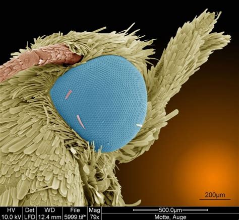 Moth Head Microscopic Photography Microscope Microscopic Images