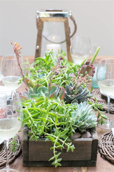 How To Create And Care For Your Stunning Succulent Arrangements