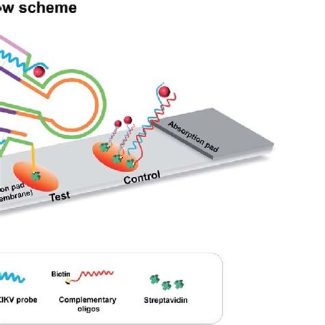 Lateral Flow Assay For The Zikv Rt Lamp Amplicons A Detection Flow
