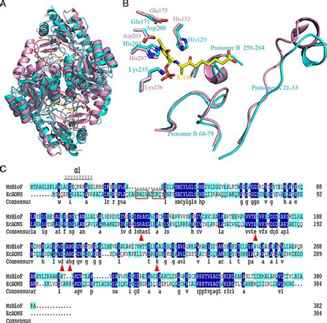Sequence Alignment And Structure Superposition Reveal The Putative Download Scientific Diagram