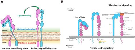 The Structure And Function Of Integrins Encyclopedia Mdpi