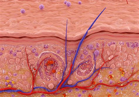 Microscopic Skin Cross Section Anatomy Illustration 65876851 Stock