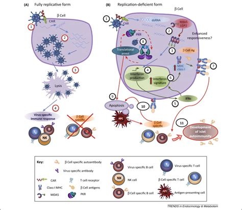 Enteroviruses As Causative Agents In Type Diabetes Loose Ends Or Lost Cause Trends In