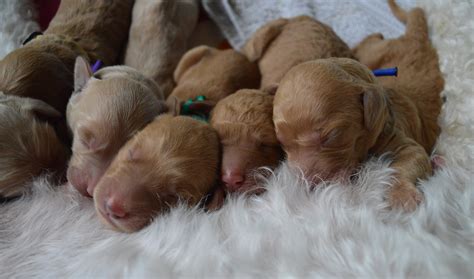 Newborn Goldendoodle