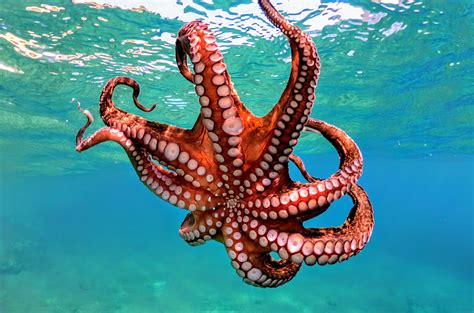 Octopus Suckers The Future Of Underwater Adhesives