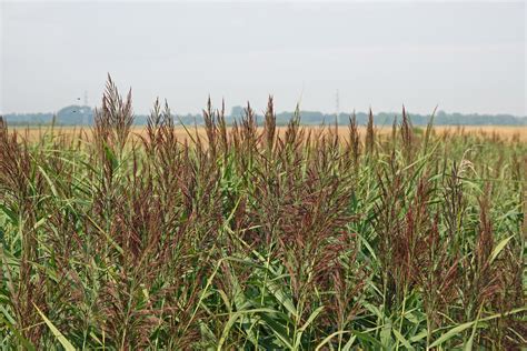 Riet Natuurgebieden In Beeld