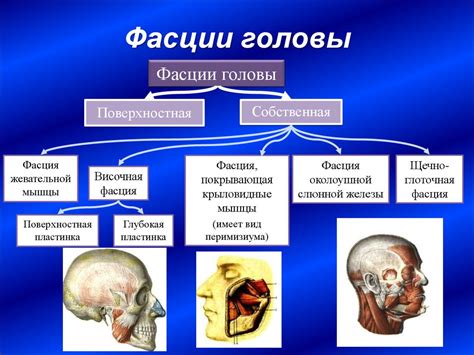Функционально-клиническая анатомия мышц, фасций и топографических ...