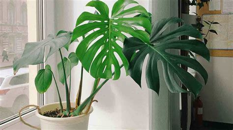 몬스테라 델리시오사 쉽게 기를 수 있는 이 식물에 대해 알아야 할 모든 것