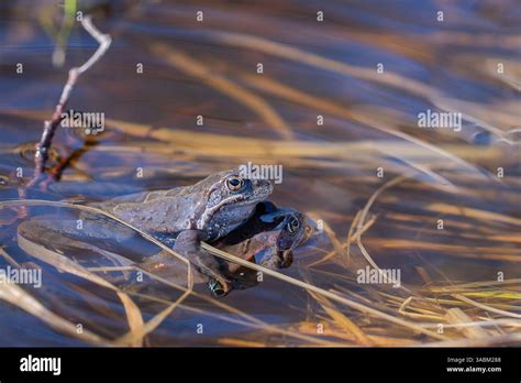 Spring Mating Of Common Frogs Rana Temporaria The Common Frog During