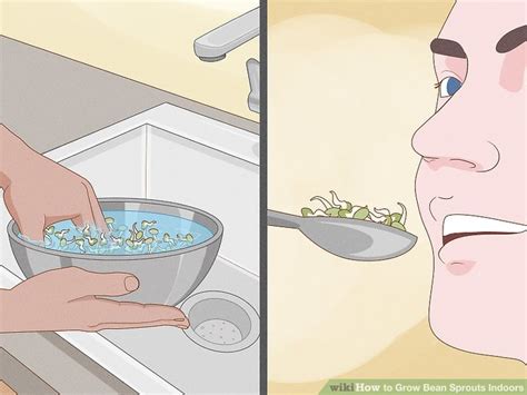 How To Grow Bean Sprouts Indoors With Pictures Wikihow