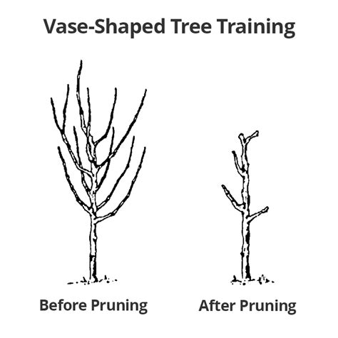 Successful Fruit Tree Pruning Stark Bros