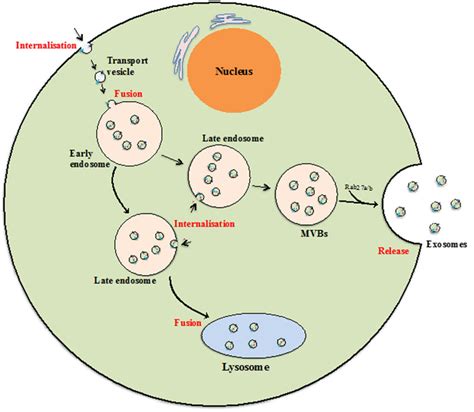 Exosome Biogenesis Beginning From Internalization Of Membrane Proteins