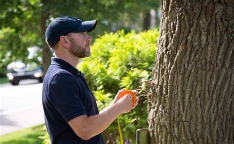 Tree Consulting And Diagnosis In Minnesota Rainbow Treecare