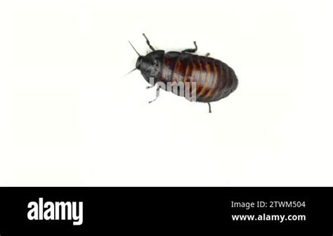 Cockroach Side View Stock Videos And Footage Hd And 4k Video Clips Alamy