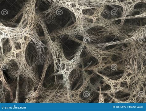 Brain Structure Cerebral Cortex Frontal Parietal Occipital And Temporal Lobes Cerebellum