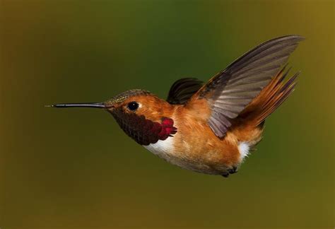 Found On Bing From Papaleng Amazing Hummingbird
