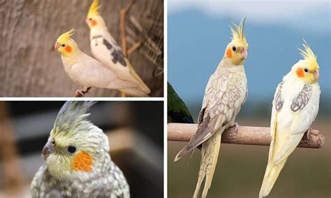 Pearl Cockatiel Vs Lutino Cockatiel A Comparative Study