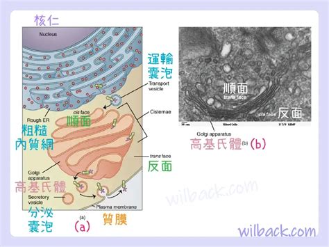 細胞質和細胞器｜第3章 有機體的細胞層次 3 2《解剖學與生理學 2e》 身隨意動