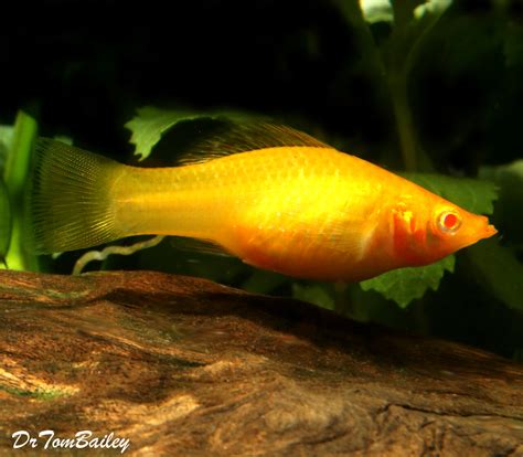 Premium Female Gold Sailfin Molly