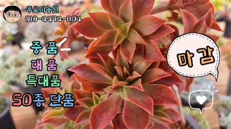 🤗중품♡대품♡특대품50종 단품~🌼🍀🌼다육판매다육식물반려식물장마비바위솔청주다육충북다육대전다육태풍기온차공기정화