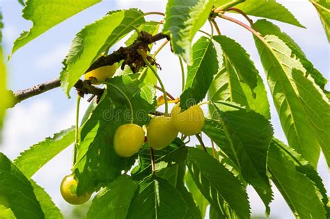 Cherry Tree Branch With Ripe Large Fruits Stock Image Image Of
