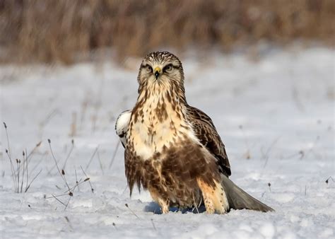 Winter Raptor Survey Grows And Datasets Getting Larger Hawk Migration