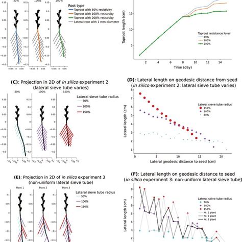 Growth Patterns Of In Silico Experiment 1 3 In Two Dimensional