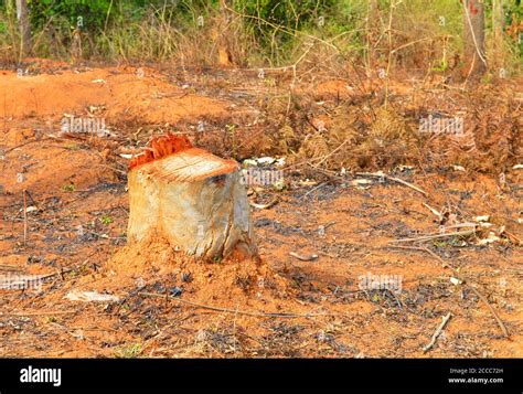 Image Shows A Cut Tree Bark In A Lawn Represents Deforestation And Human Encroachment Into