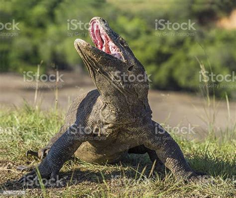 มังกรโคโมโดยกหัวและเปิดปาก ภาพสต็อก ดาวน์โหลดรูปภาพตอนนี้ Rinca Island กลางแจ้ง การตั้ง