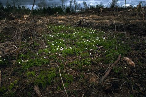사람이 도착한 후 숲 트랙터에 의해 찢어진 쓰레기와 땅의 한가운데에 인간 앞에 자연의 순수함과 무방비의 상징으로 흰 꽃의 글래드 0명에 대한 스톡 사진 및 기타 이미지