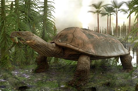 Car Sized Ancient Turtle Species Was Found In South America Great