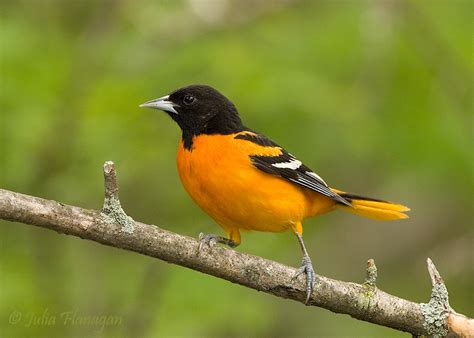 Baltimore Oriole