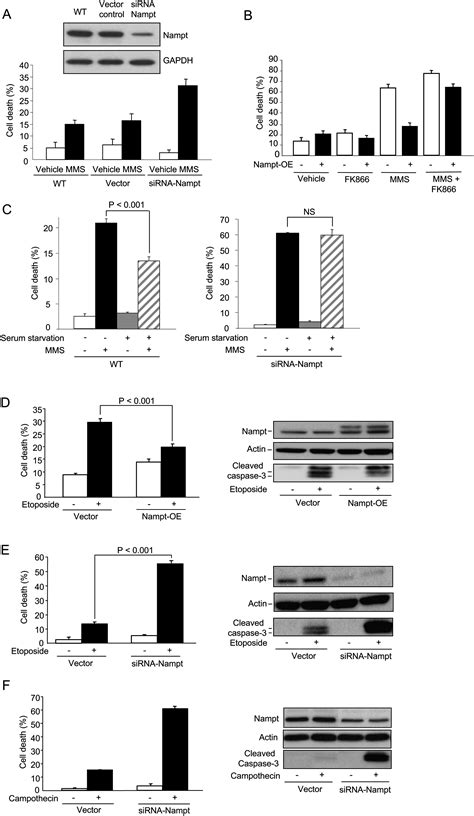 Nutrient Sensitive Mitochondrial NAD Levels Dictate Cell Survival Cell
